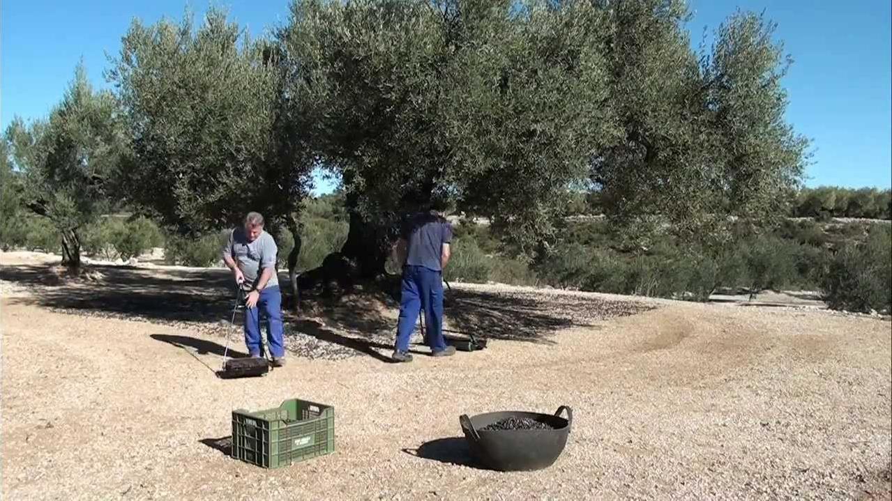 Felipe Borras Zeytin Toplama Makinası 35 cm - İrhal Tarım